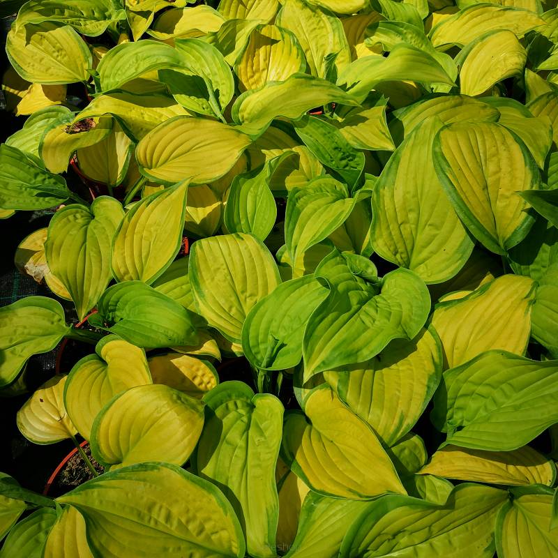 Hosta 'Stained Glass' - Funkia Hosta 'Stained Glass' - Funkia